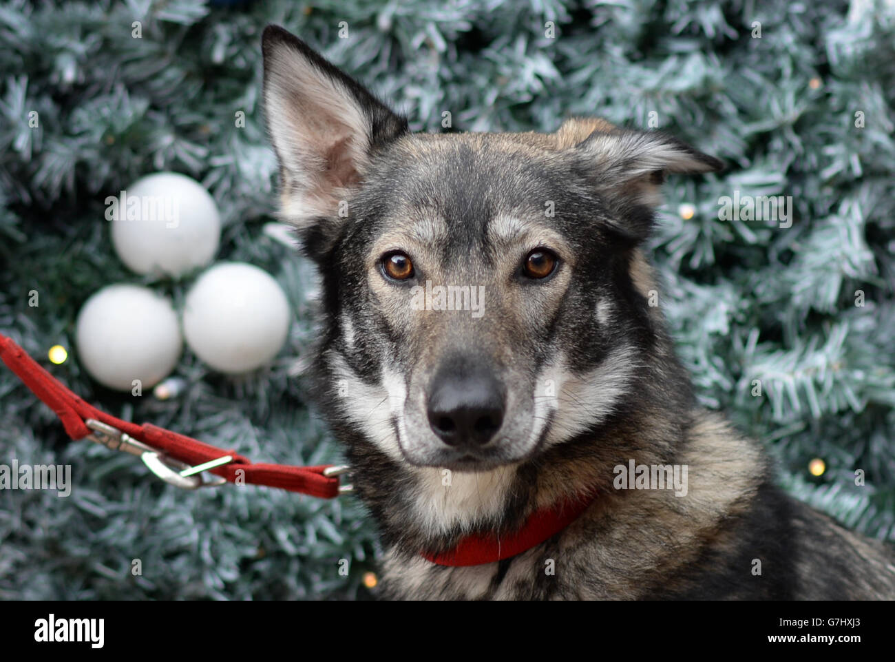 Animals without homes at Battersea Stock Photo - Alamy