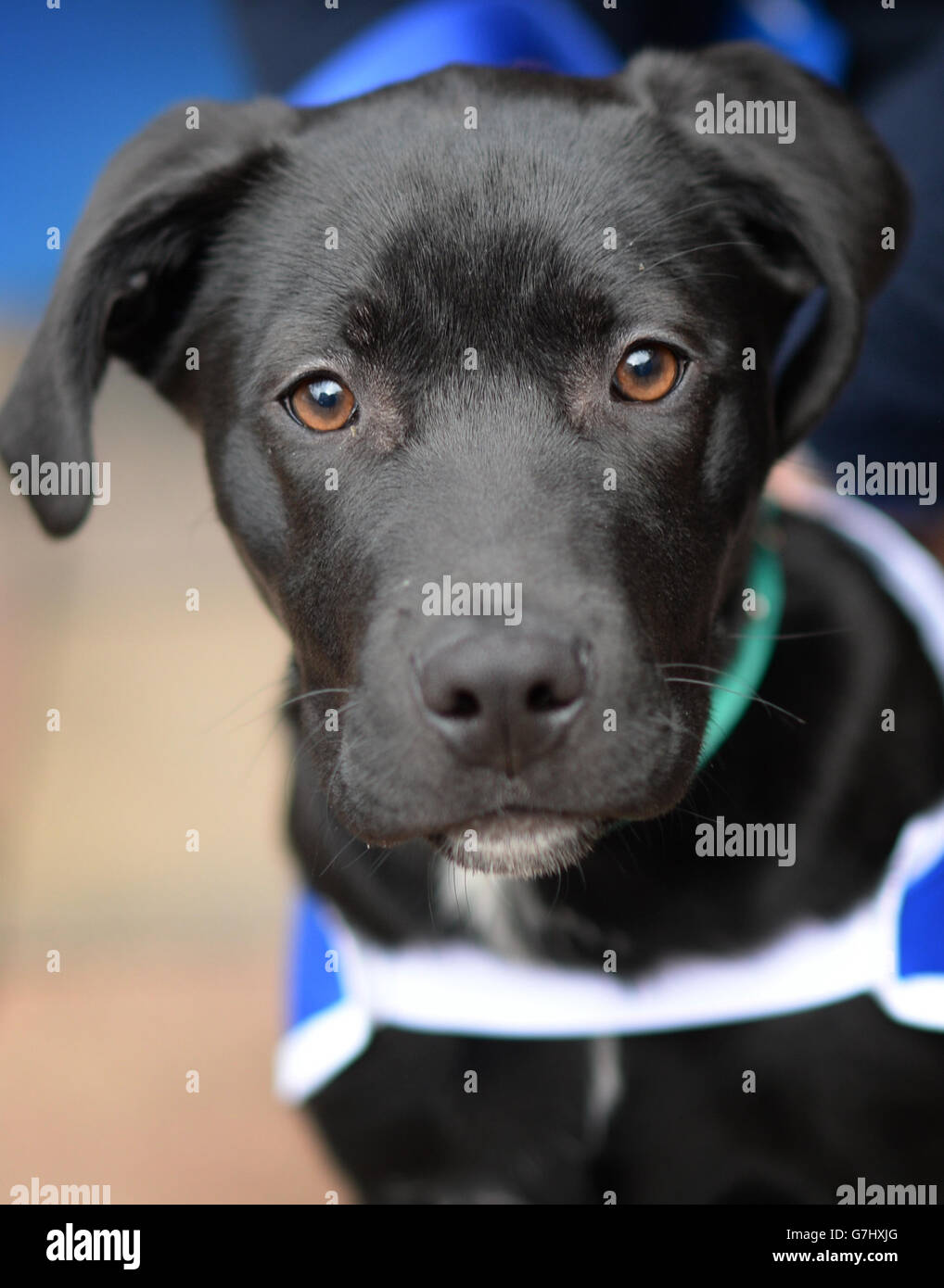 Many cats hi-res stock photography and images - Alamy