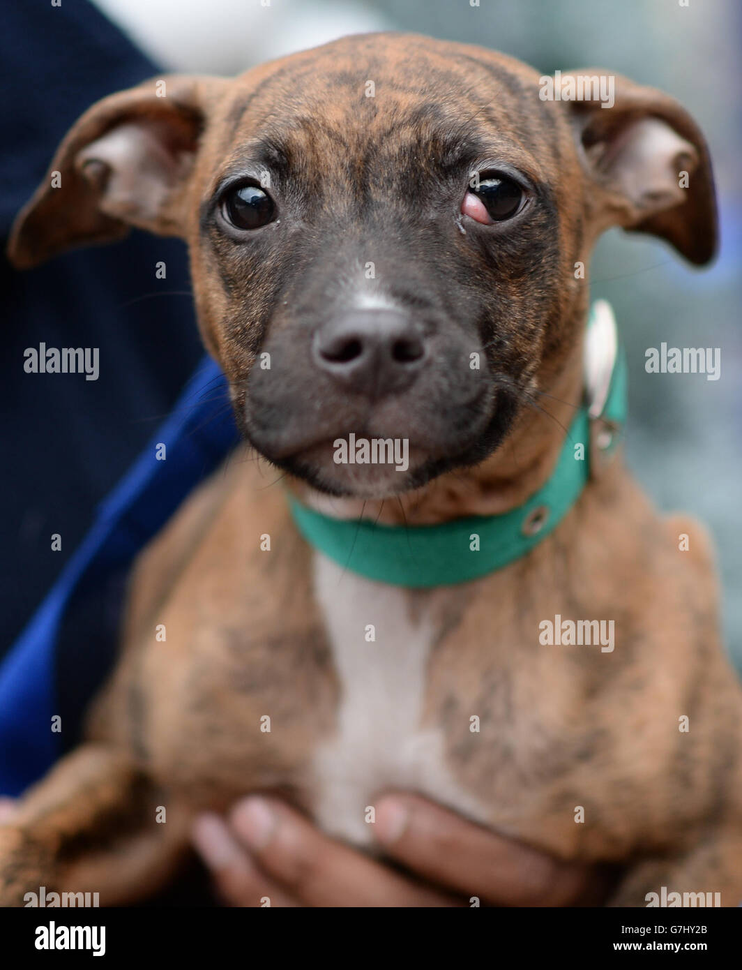 Animals without homes battersea hi-res stock photography and images - Alamy