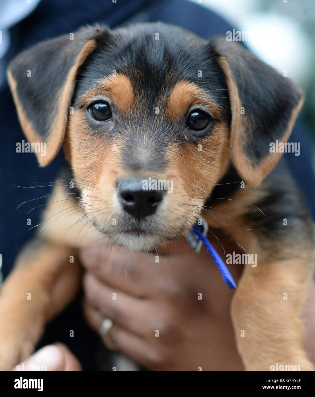 Monty jack russell hi-res stock photography and images - Alamy