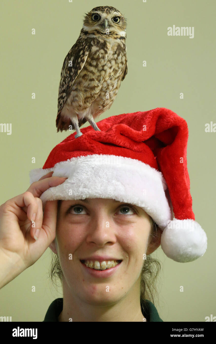 Safari ant prey hi-res stock photography and images - Alamy