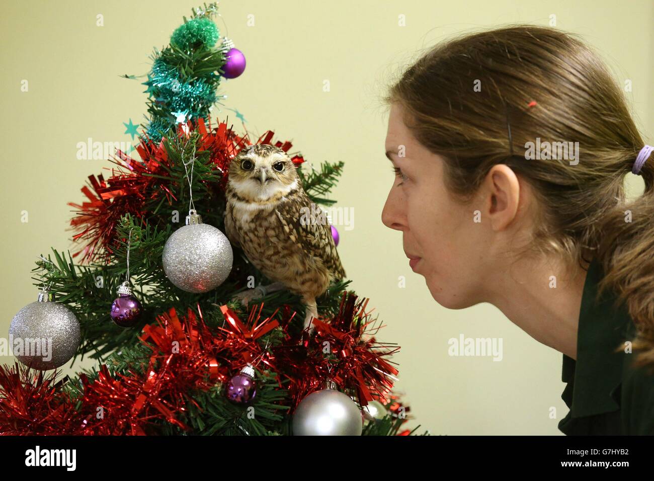 Ant the burrowing owl Stock Photo - Alamy