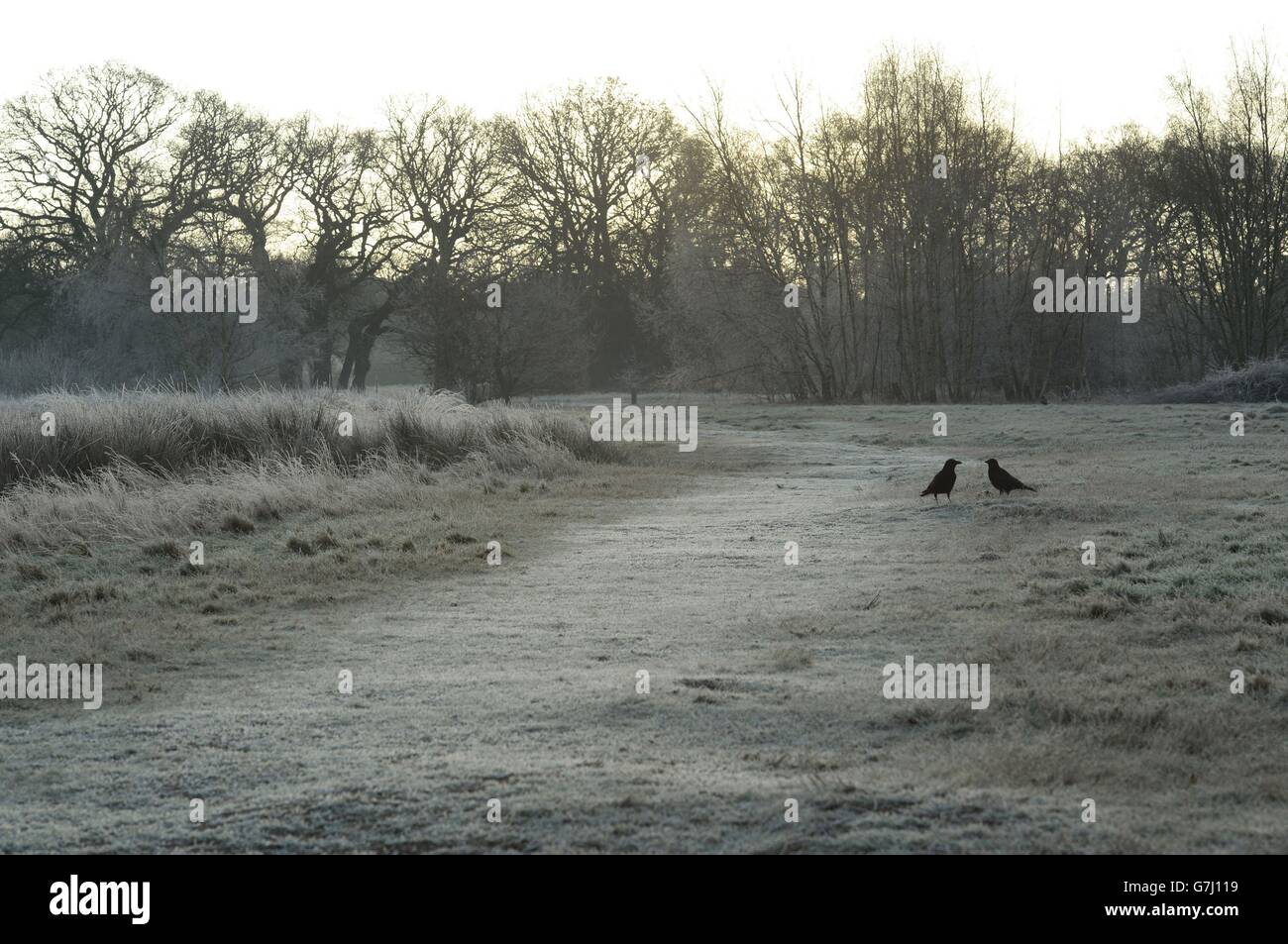 Frosty scenes hi-res stock photography and images - Alamy