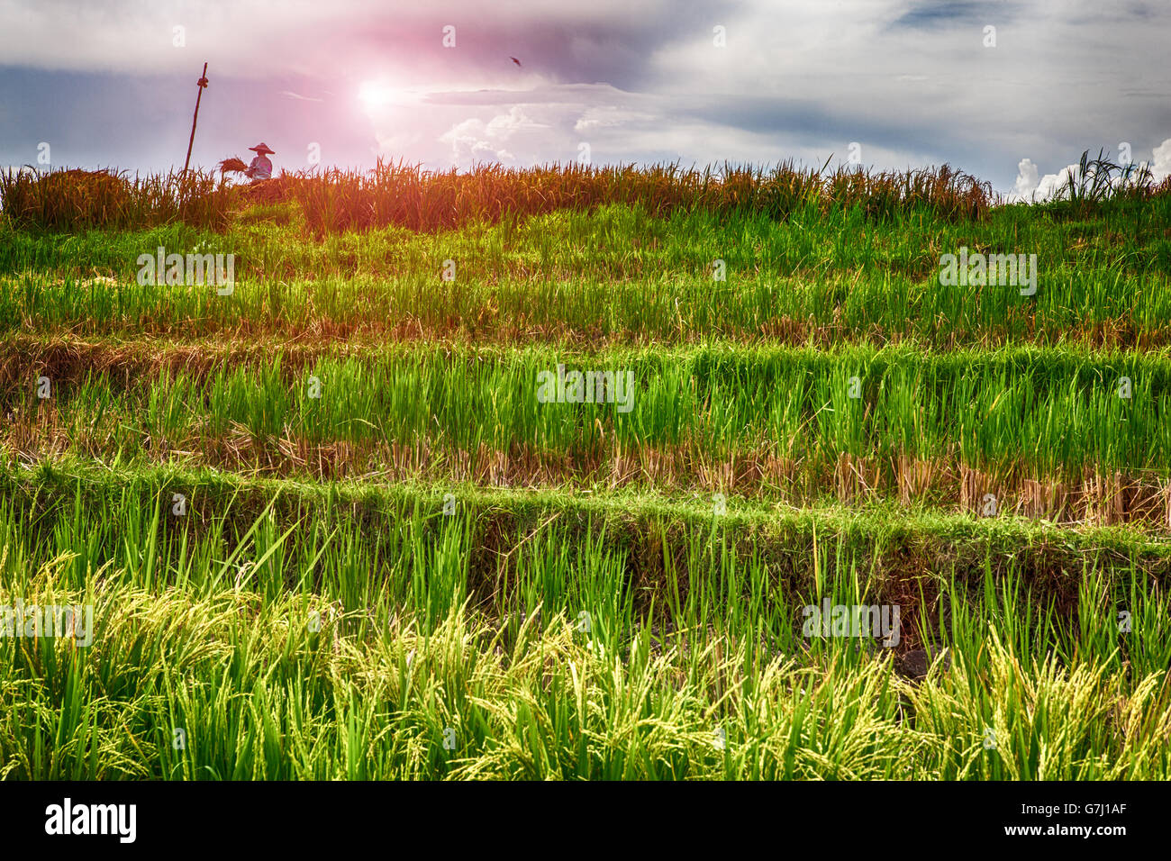 rice plantation at sunset Stock Photo - Alamy