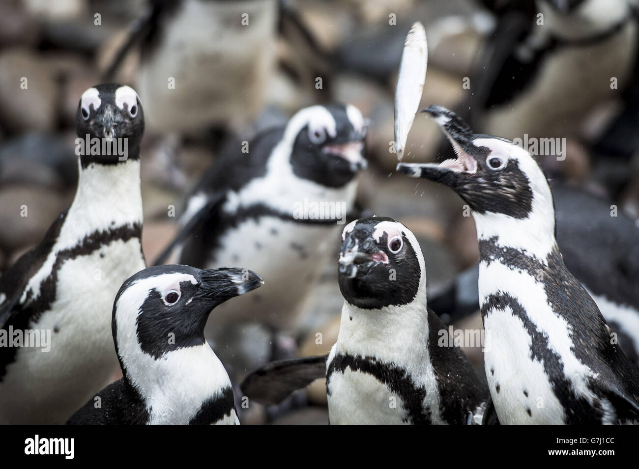 Bristol zoo penguins hi-res stock photography and images - Alamy