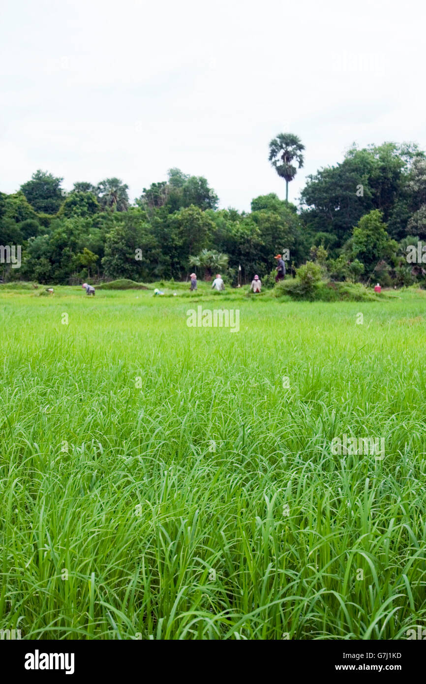Farmers and rice field hi-res stock photography and images - Alamy