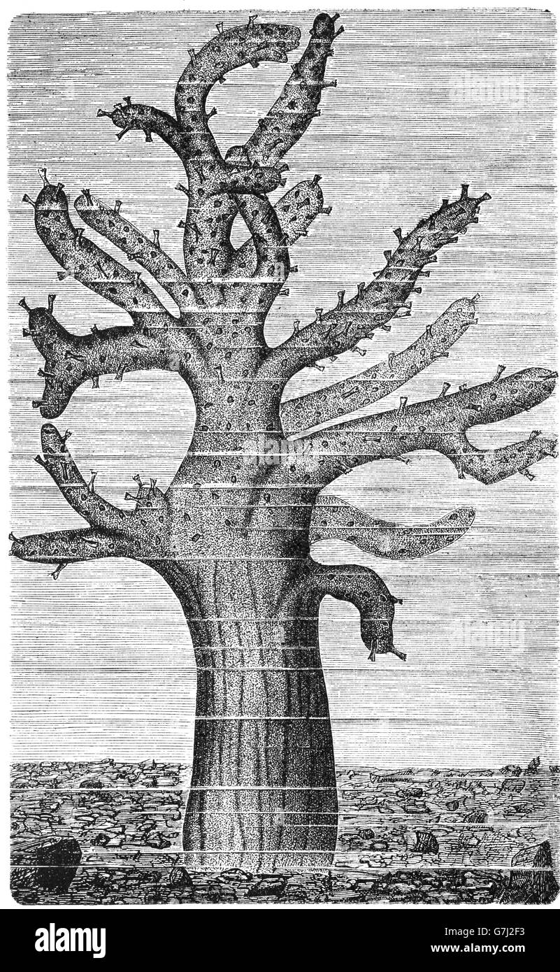 Alcyonium digitatum, dead man's fingers, soft coral, illustration from ...
