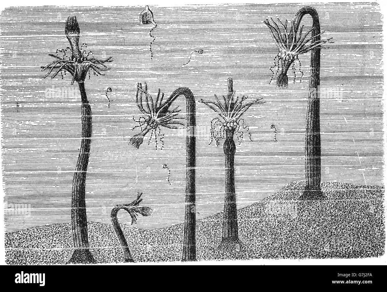 Species of hydroid polyp hi-res stock photography and images - Alamy