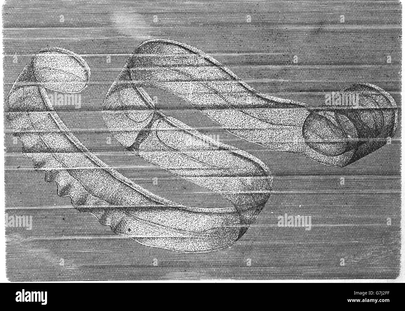 Venus girdle, Cestum veneris, illustration from book dated 1904 Stock ...