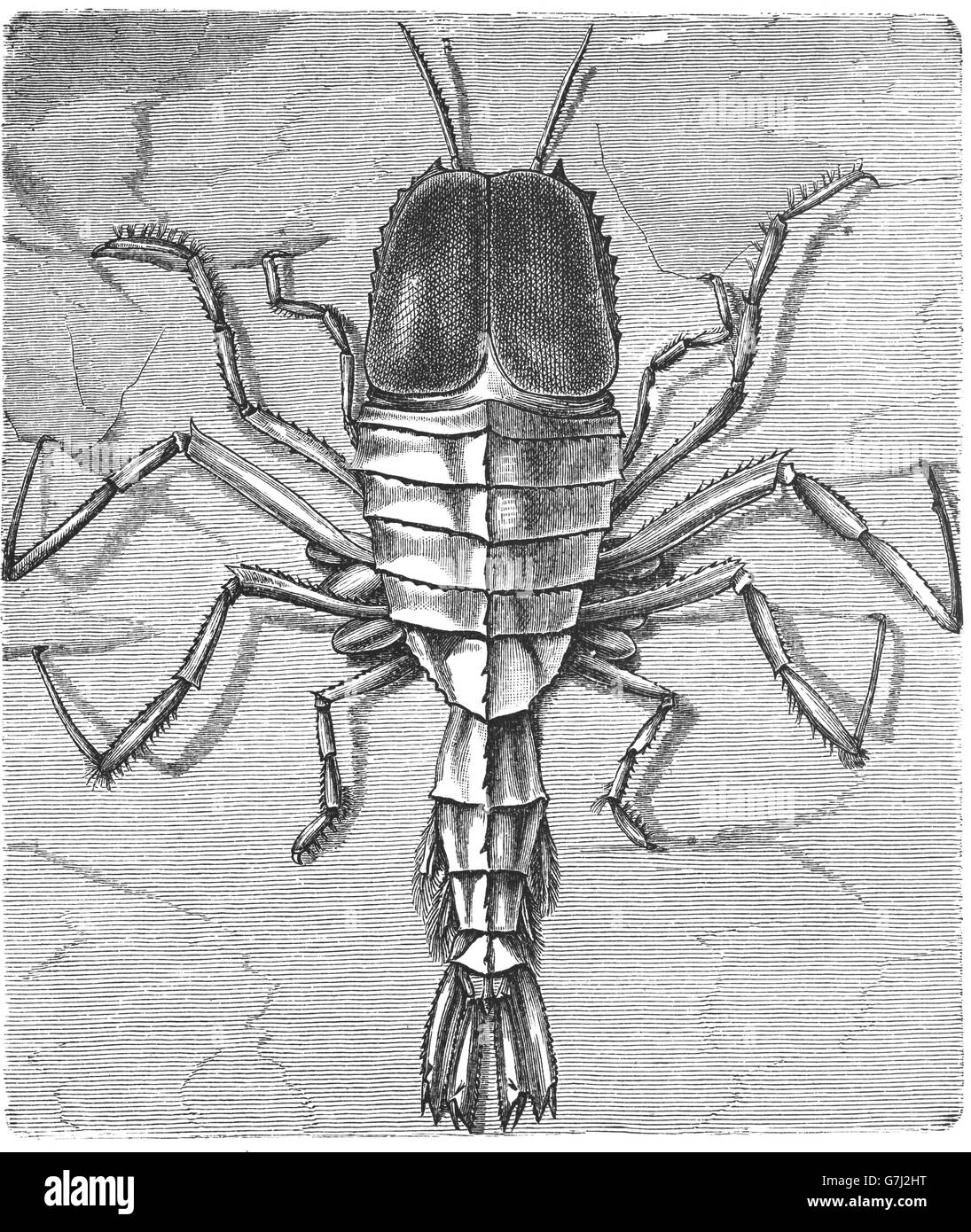 Cystosoma Neptuni, illustration from book dated 1904 Stock Photo - Alamy