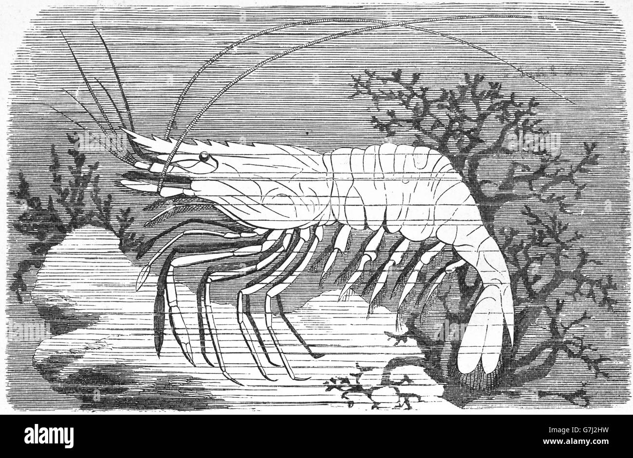 Palaemon carpatus, shrimp, illustration from book dated 1904 Stock ...