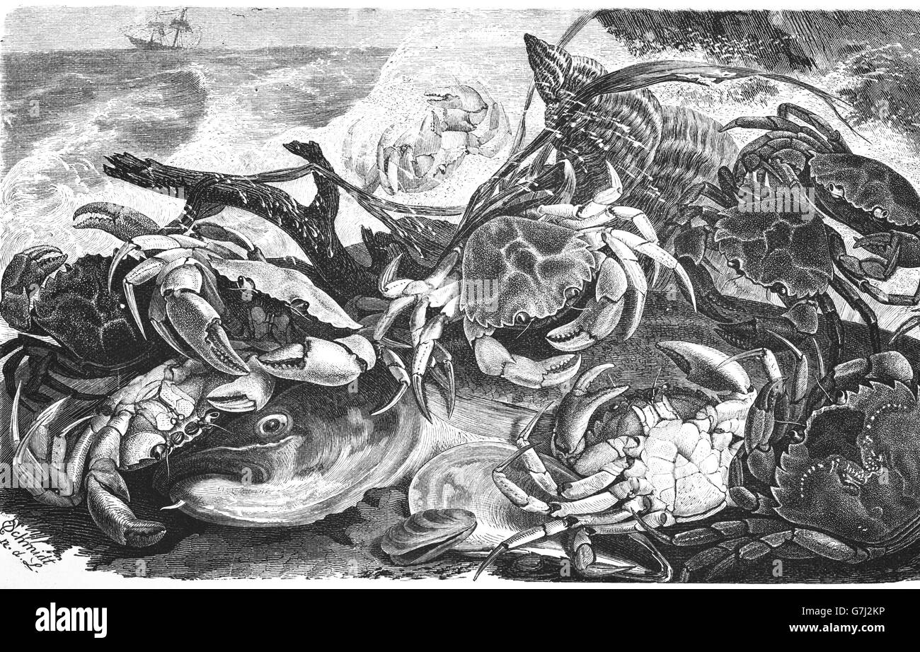 Carcinus maenas, common littoral crab, illustration from book dated ...