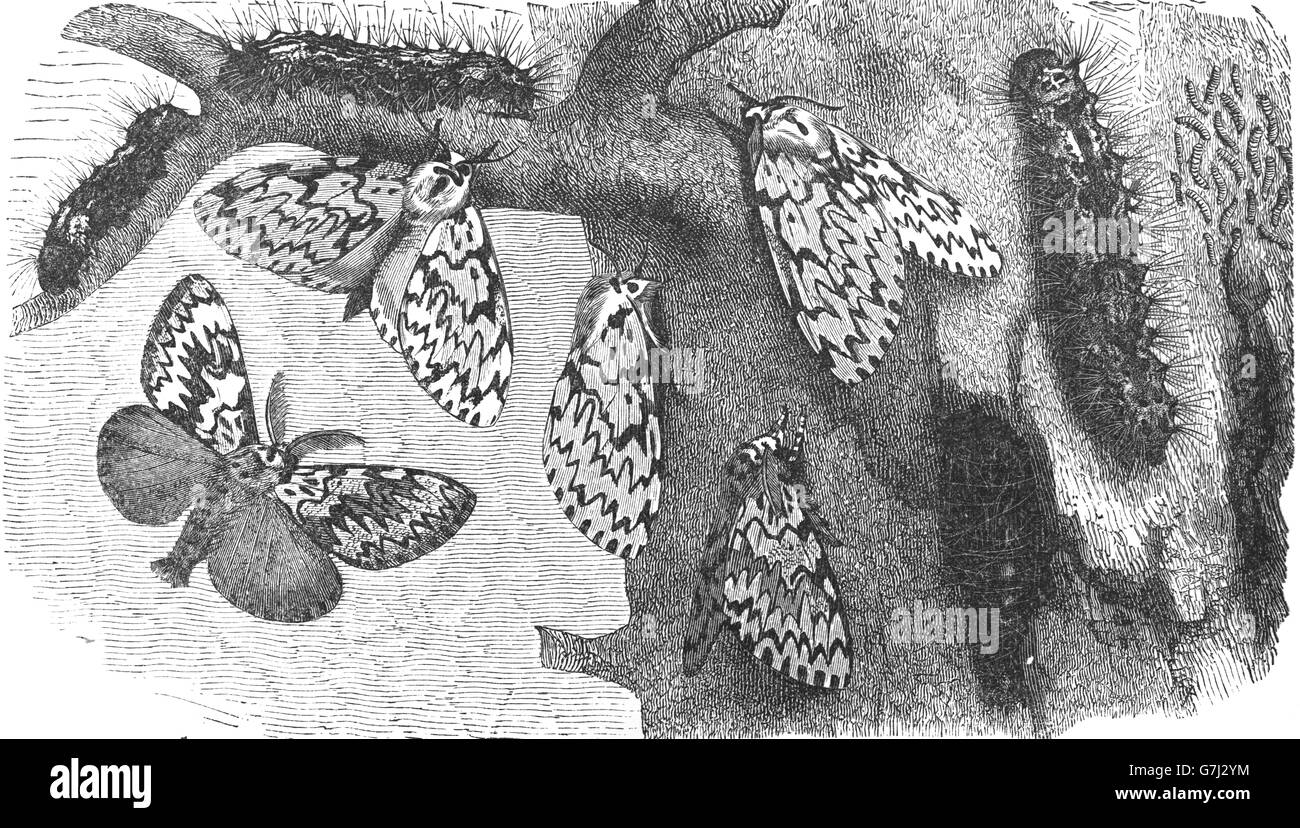 Black arches, nun moth, Lymantria monacha, illustration from book dated ...