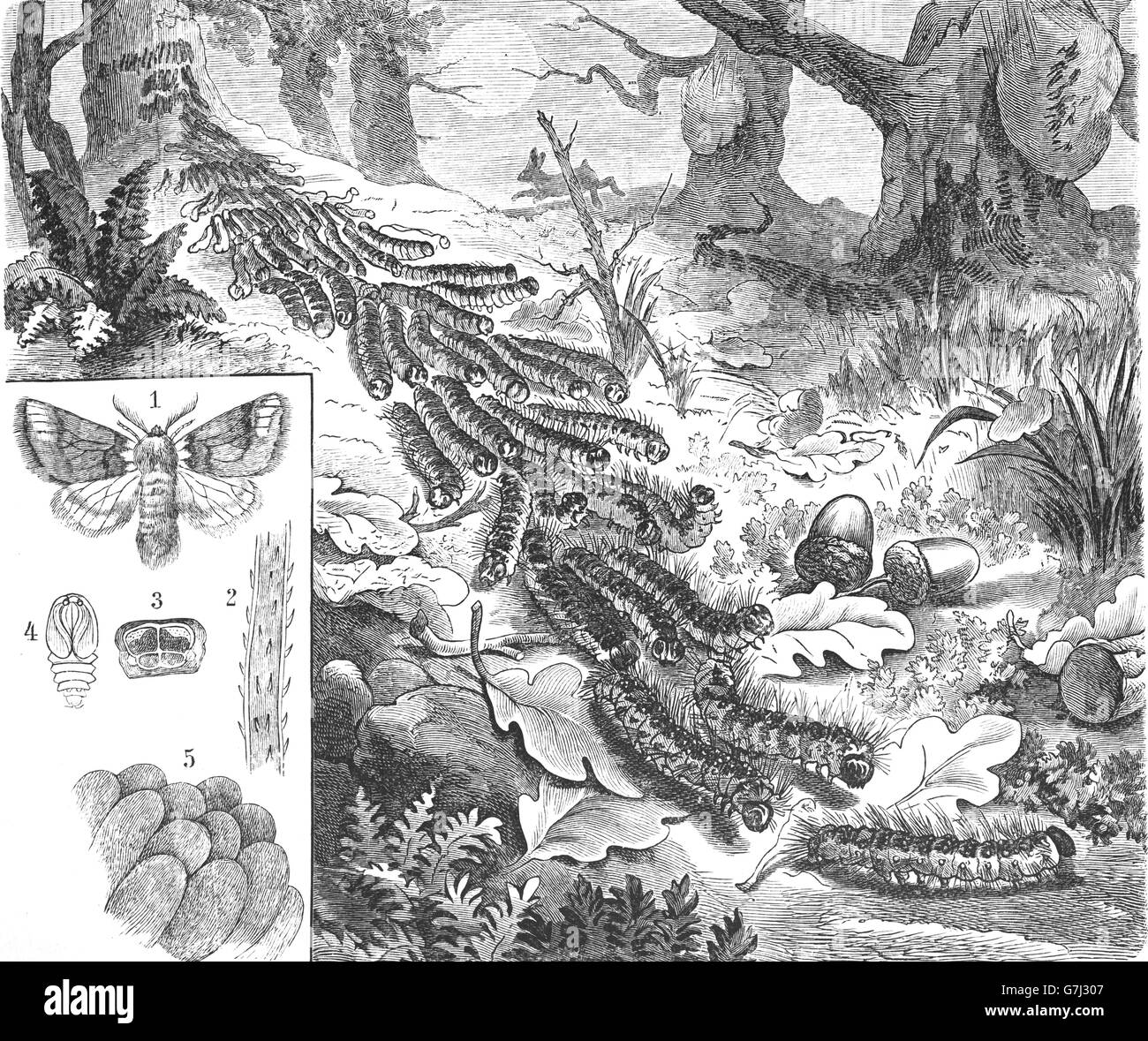 Antheraea pernyi, Chinese oak tussar moth, illustration from book dated ...