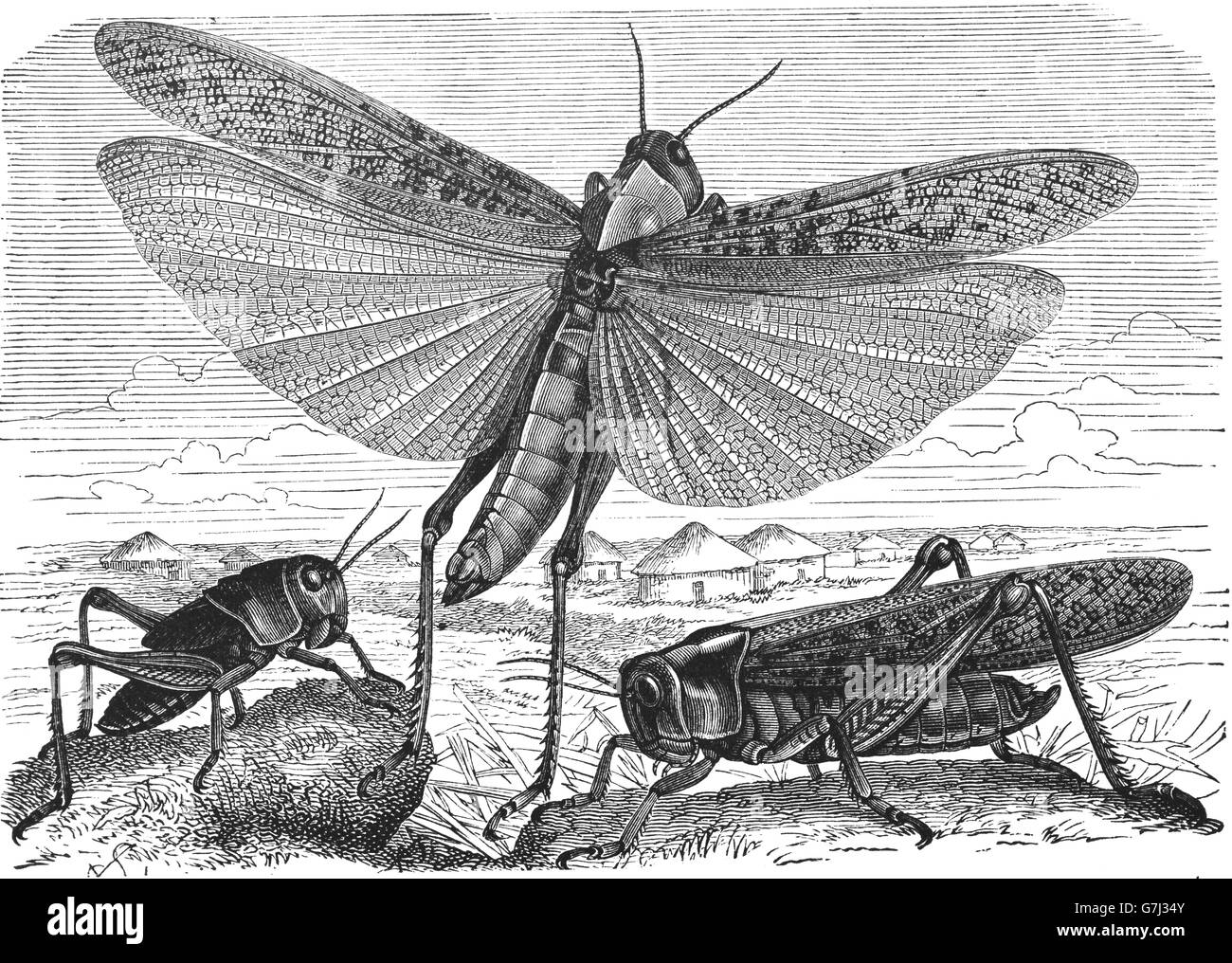 Locust Flying Drawing