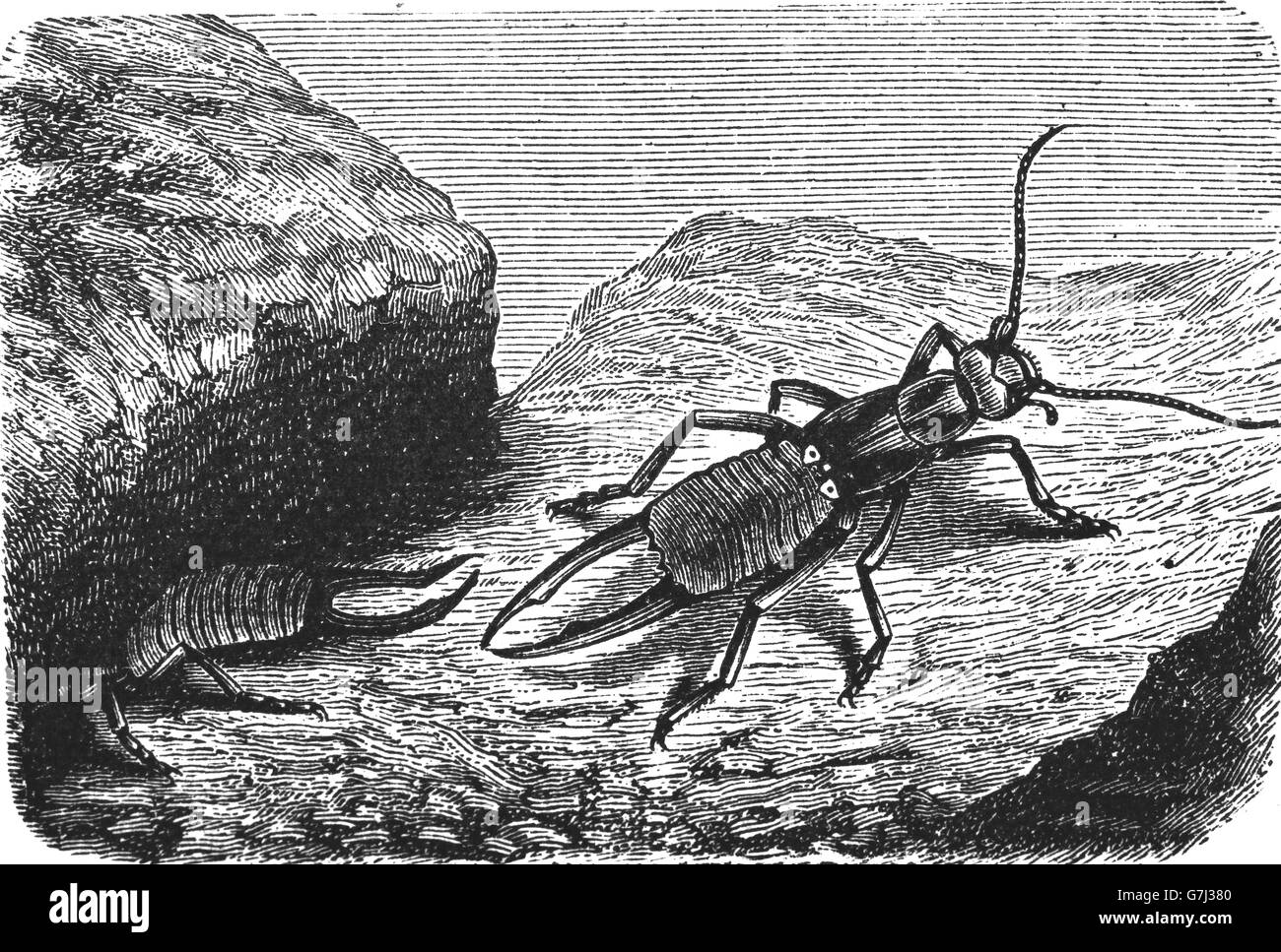 Labiduridae Black and White Stock Photos & Images - Alamy