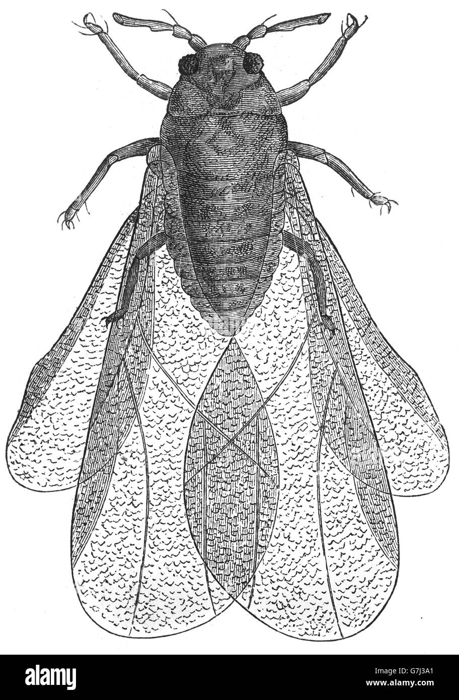 Phylloxera hi-res stock photography and images - Alamy