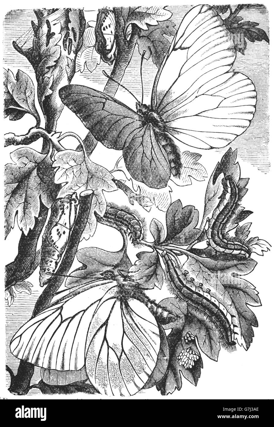 Black-veined White, Aporia crataegi, butterfly, Pieridae, illustration ...