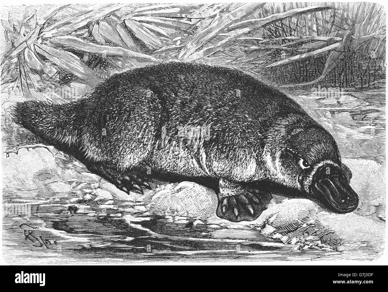 platypus, Ornithorhynchus anatinus, illustration from book dated 1904 ...
