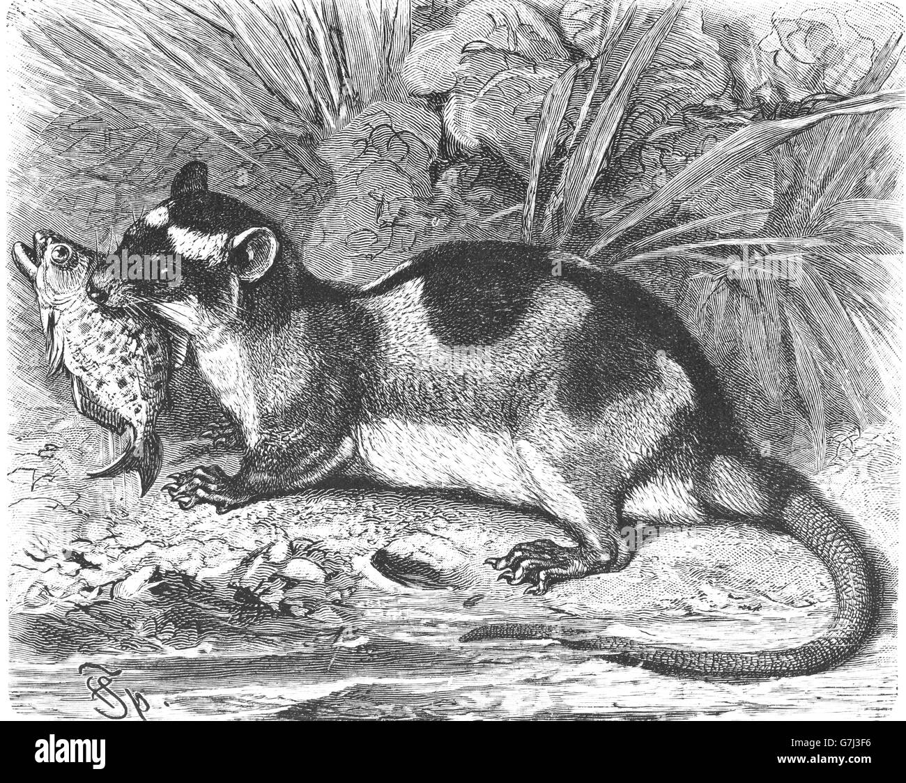 Chironectes minimus hi-res stock photography and images - Alamy