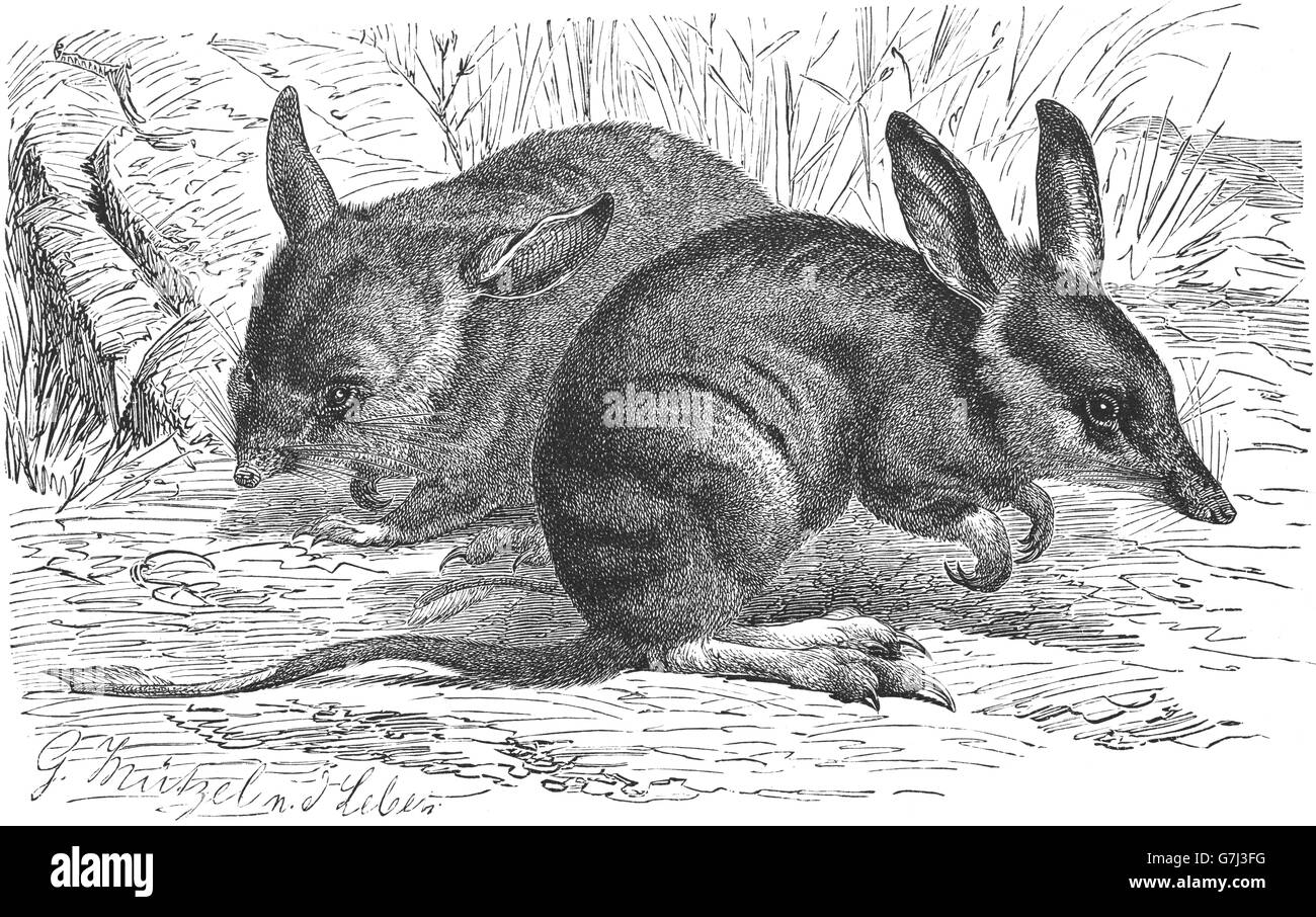 Long-nosed bandicoot, Perameles nasuta, illustration from book dated ...