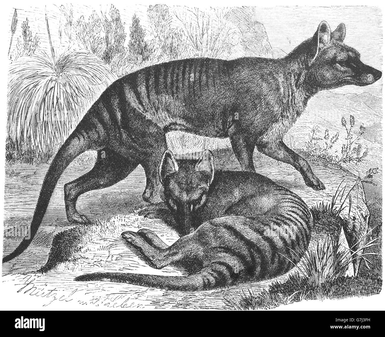 Thylacine thylacinus cynocephalus Black and White Stock Photos & Images ...