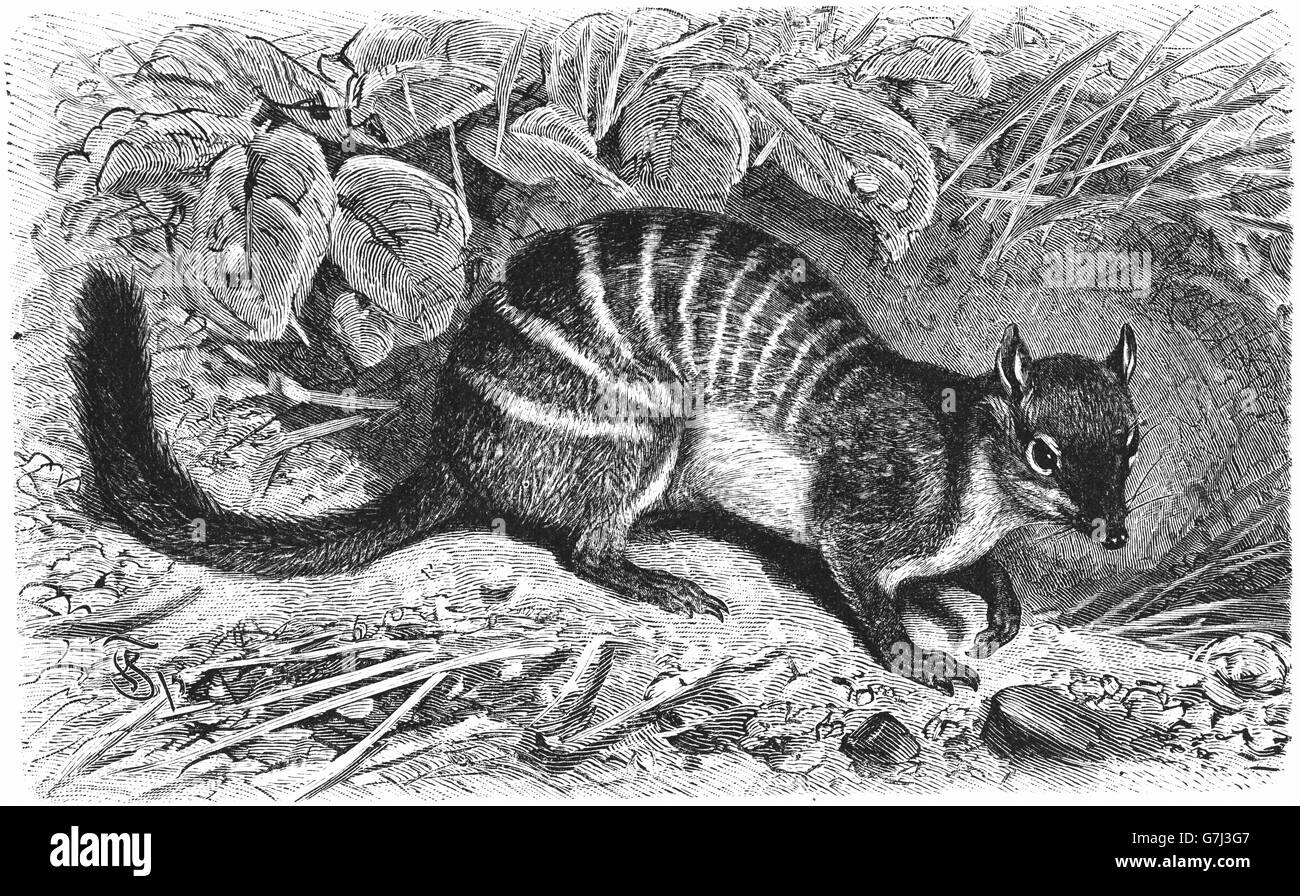 Numbat myrmecobius fasciatus Black and White Stock Photos & Images - Alamy