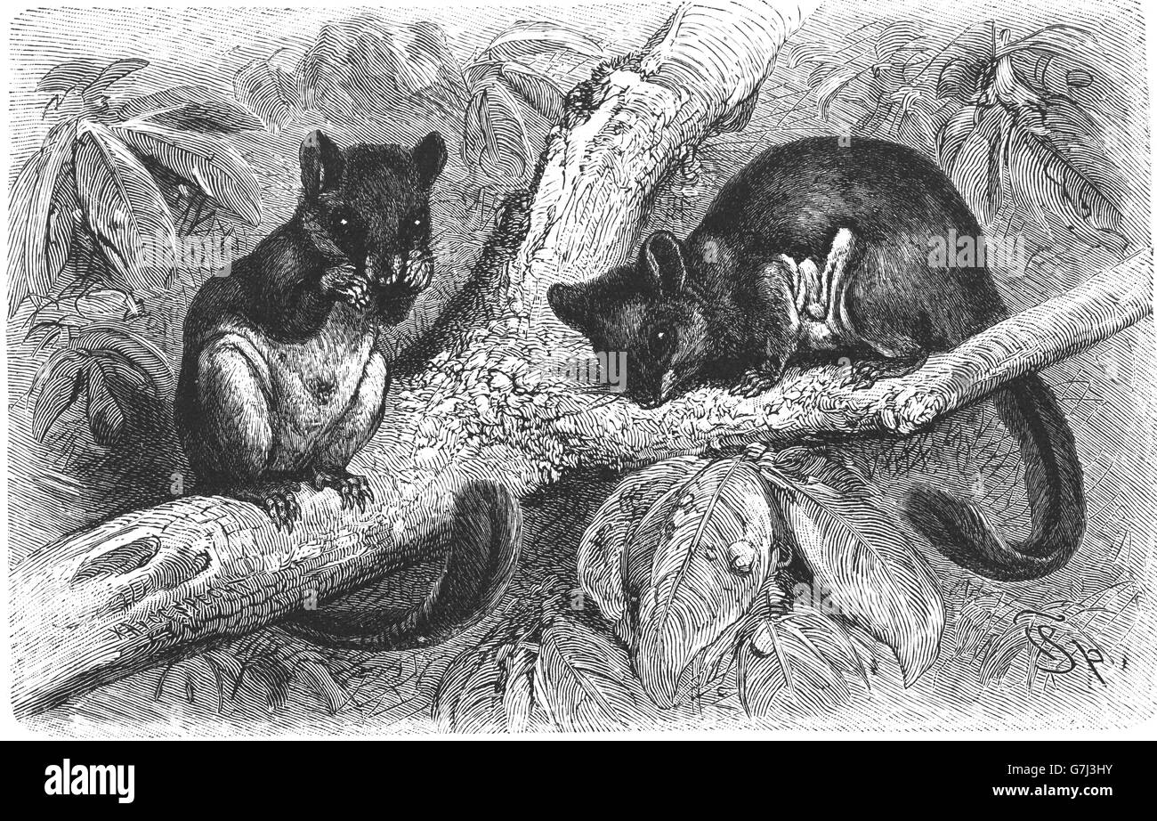 Feathertail glider, Acrobates pygmaeus, illustration from book dated ...