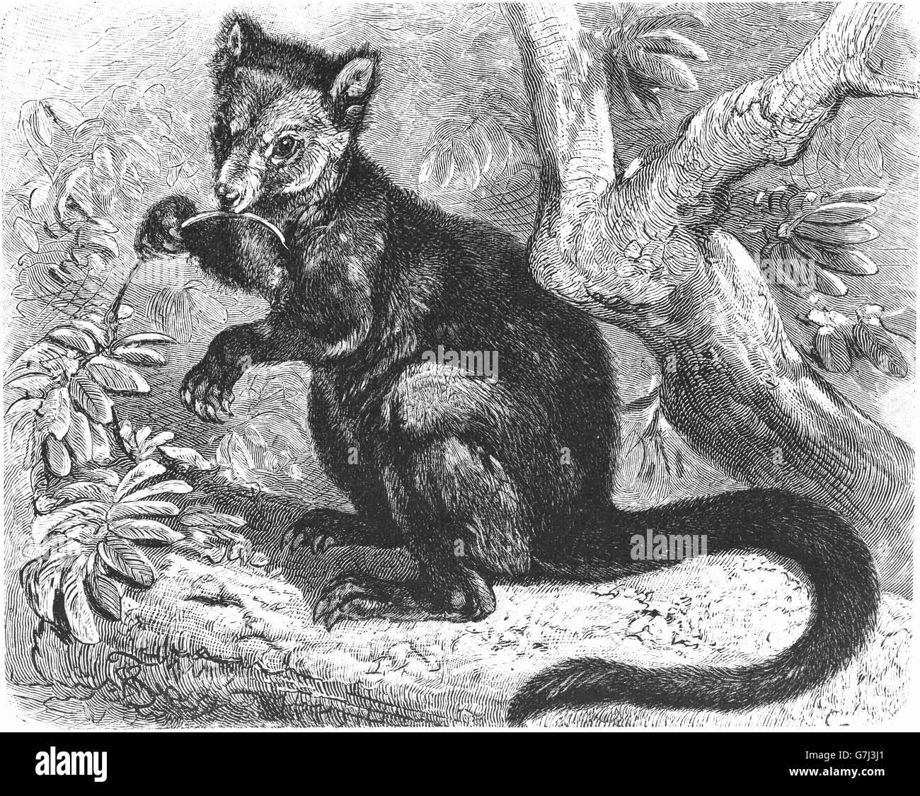 The grizzled tree kangaroo hi-res stock photography and images - Alamy