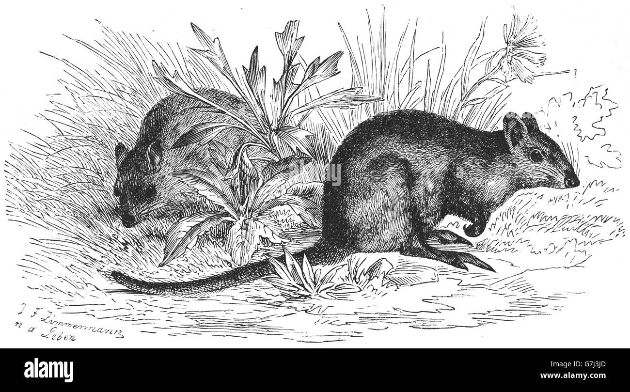 Long nosed rat kangaroo Black and White Stock Photos & Images - Alamy