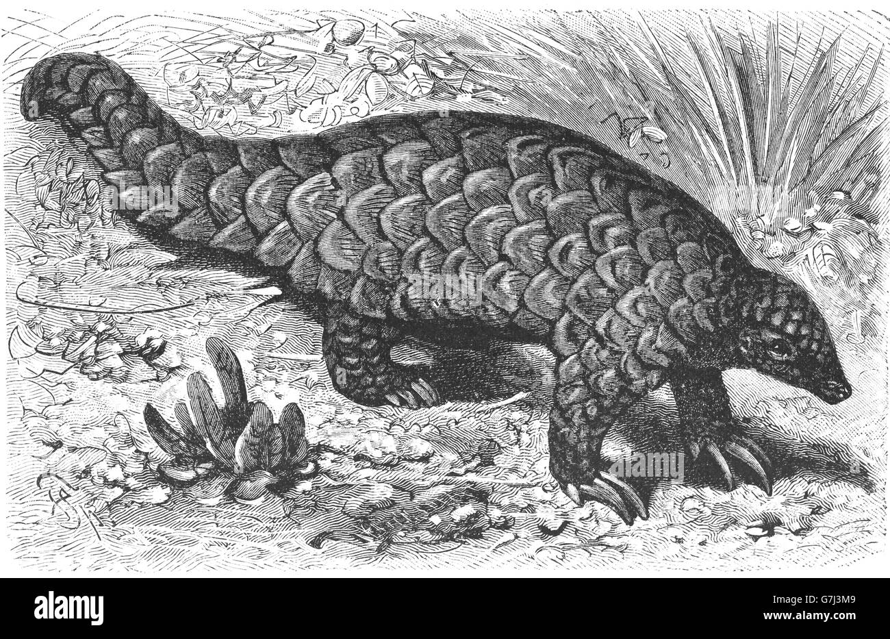 Temmincks ground pangolin Black and White Stock Photos & Images - Alamy