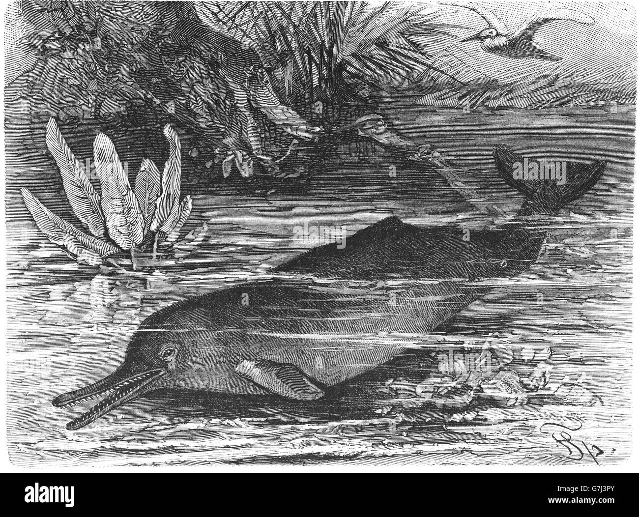 Platanista gangetica gangetica Black and White Stock Photos & Images ...