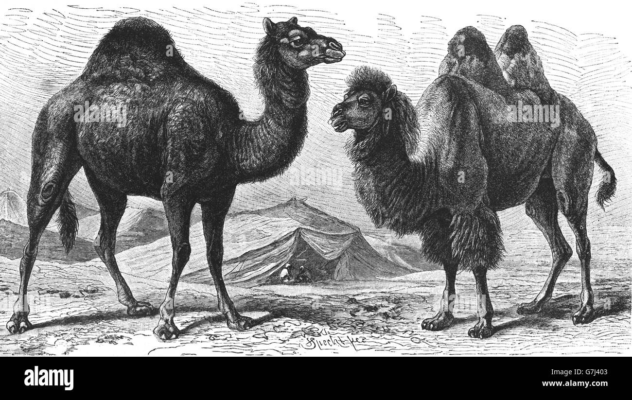 Bactrian Camel Camelus Dromedary High Resolution Stock Photography and ... Bactrian Camel Camelus Dromedary High Resolution Stock Photography and ...