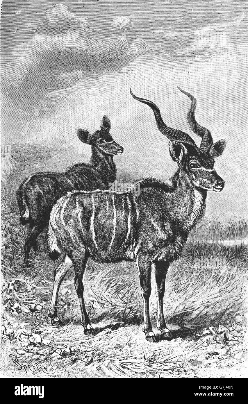 Greater Kudu Drawing