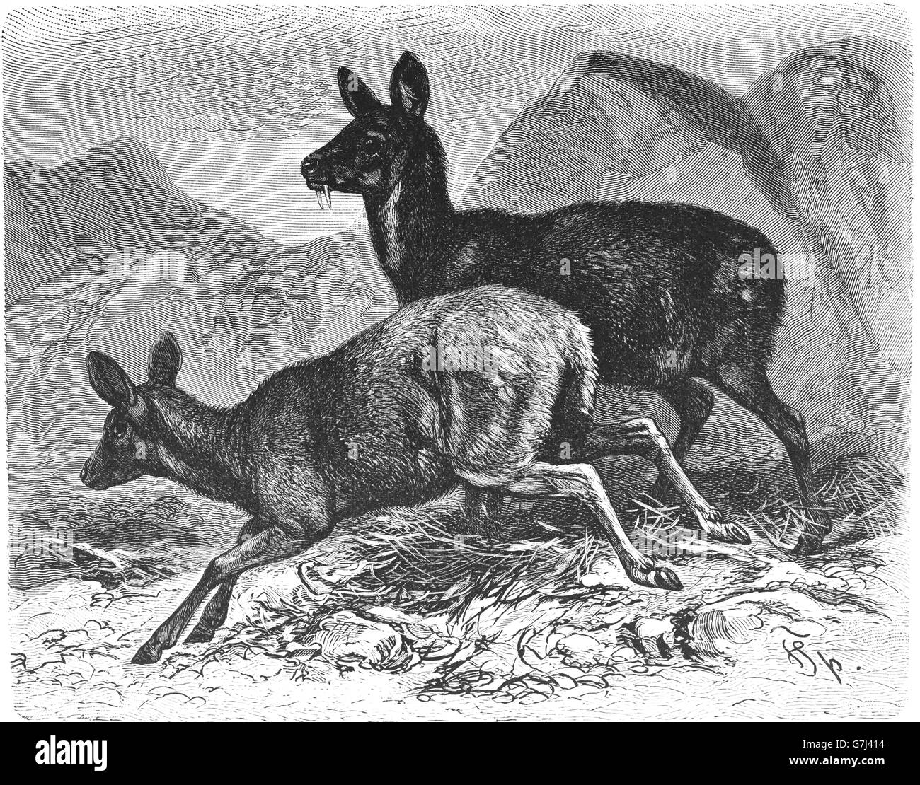 Moschus Black and White Stock Photos & Images - Alamy