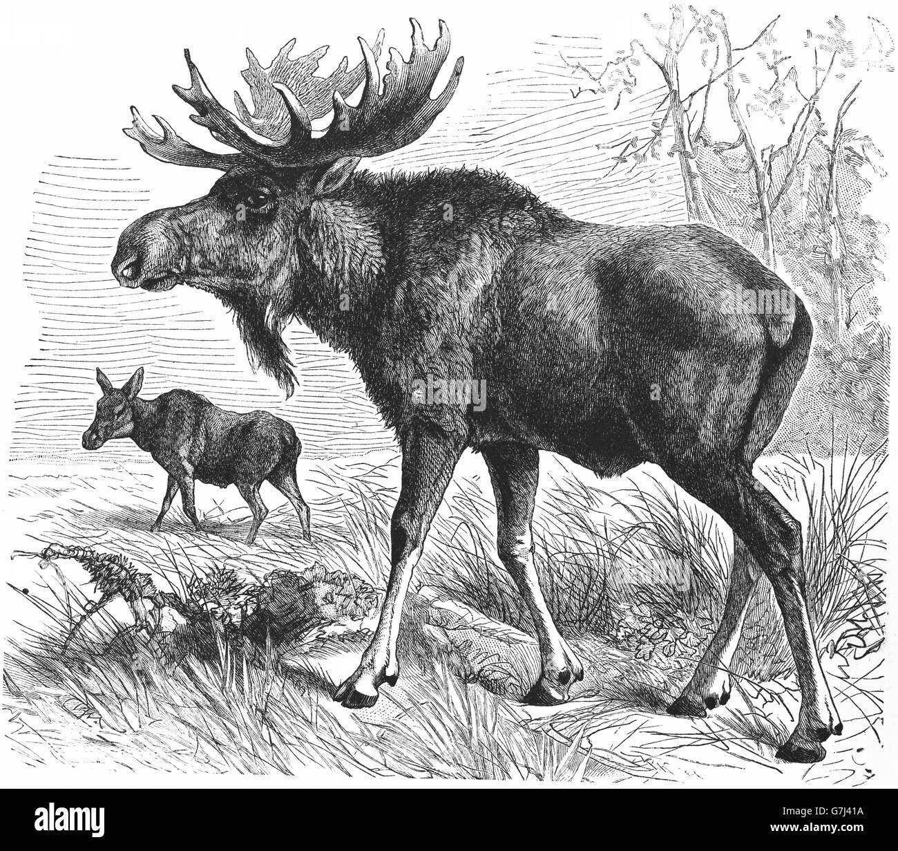 Moose, elk, Alces alces, illustration from book dated 1904 Stock Photo ...