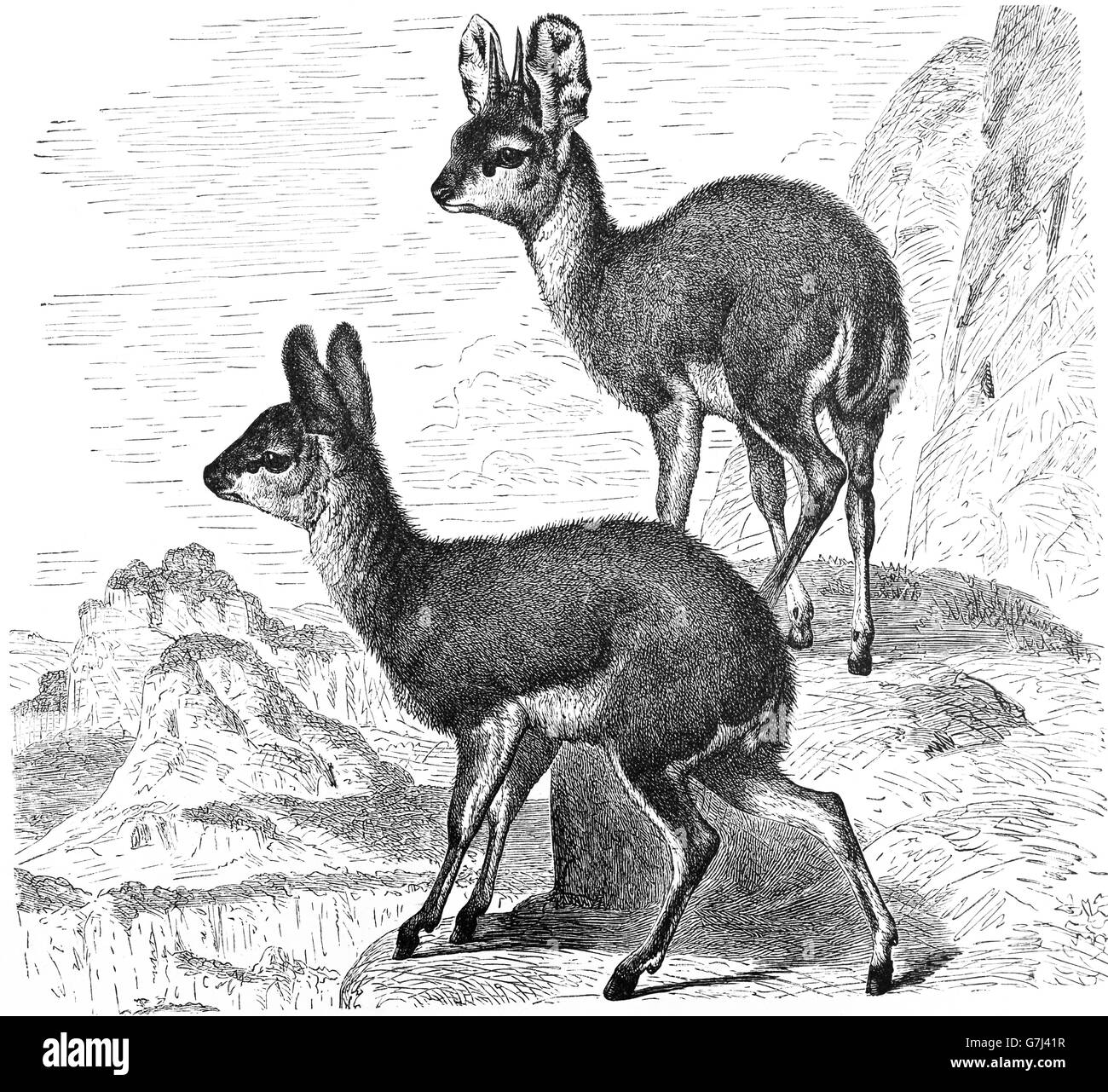 African antelope species Black and White Stock Photos & Images - Alamy