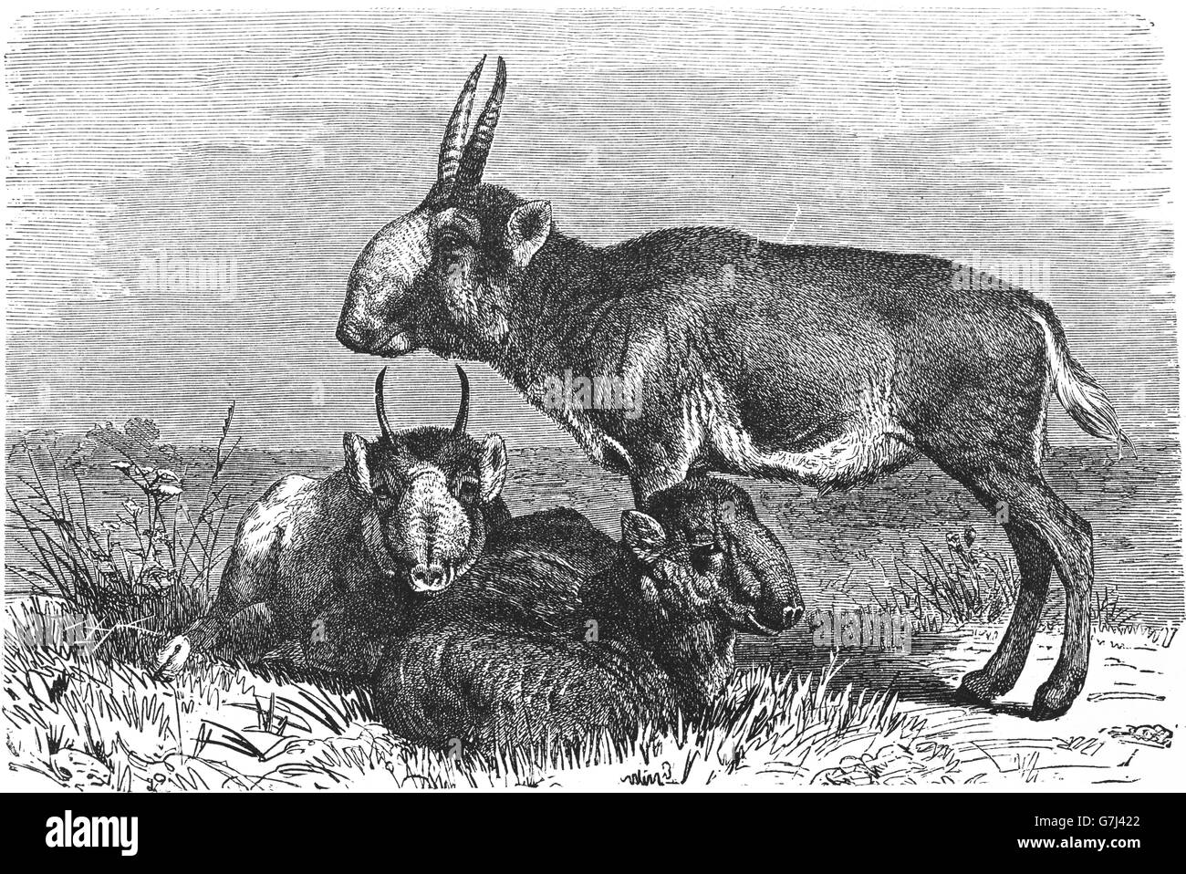 Saiga antelope, Saiga tatarica, illustration from book dated 1904 Stock ...