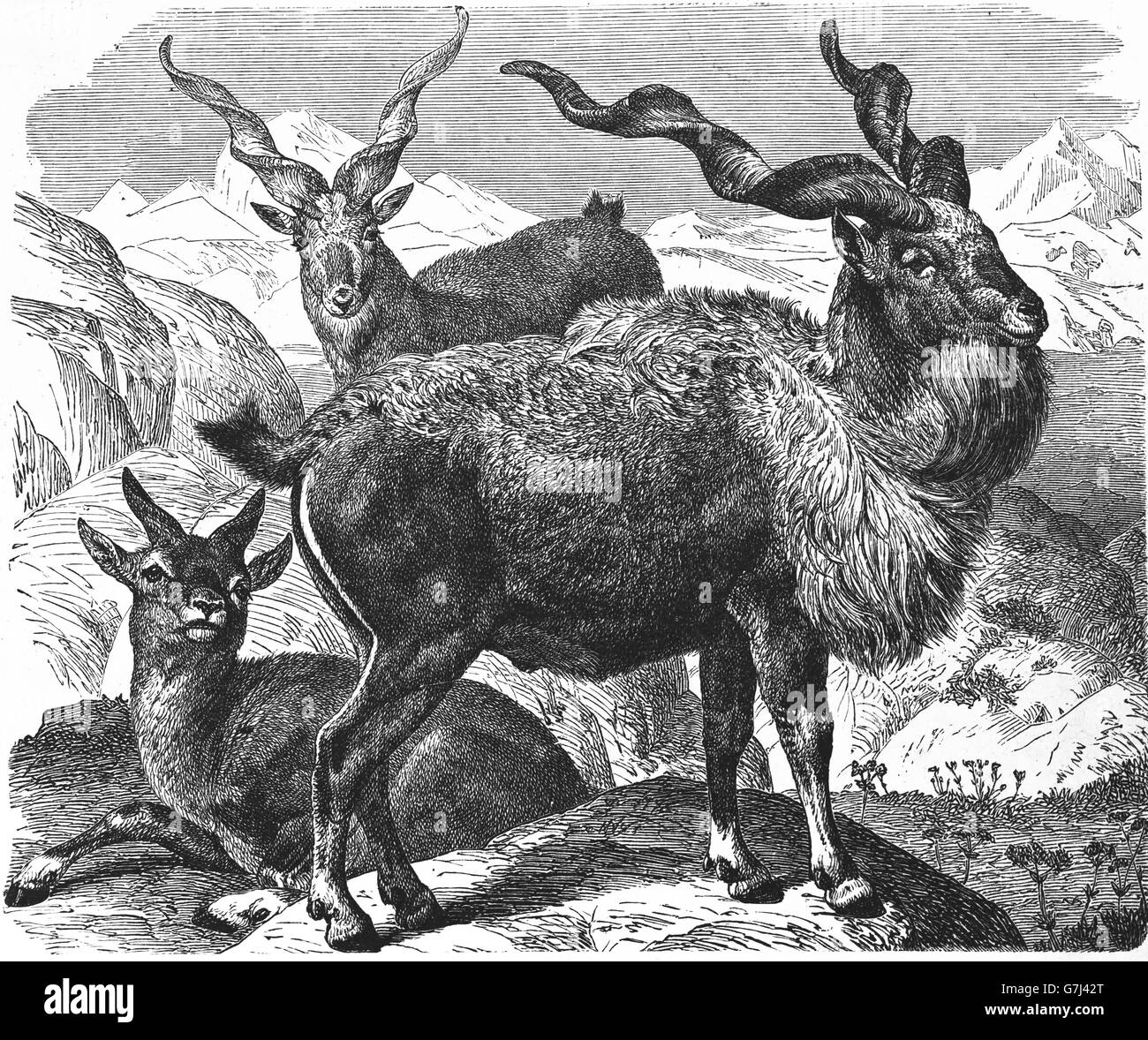 Markhor capra falconeri Black and White Stock Photos & Images - Alamy