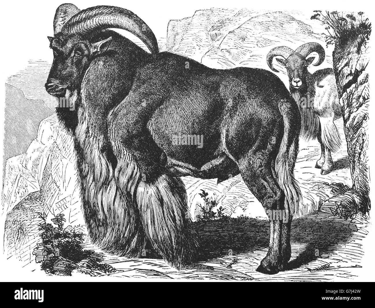 Sheep etching hi-res stock photography and images - Alamy