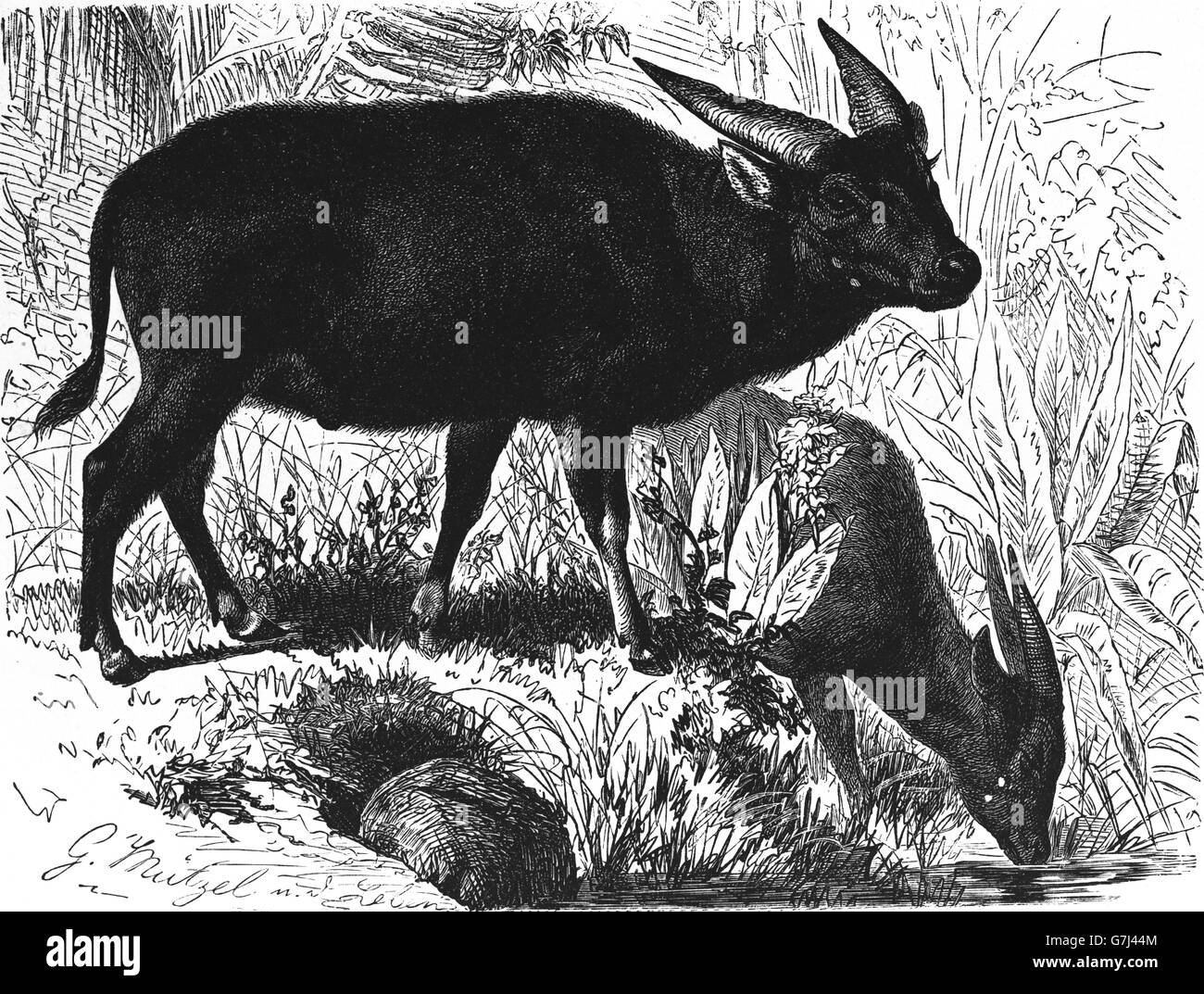 Lowland anoa, Bubalus depressicornis, midget buffalo, sapiutan ...