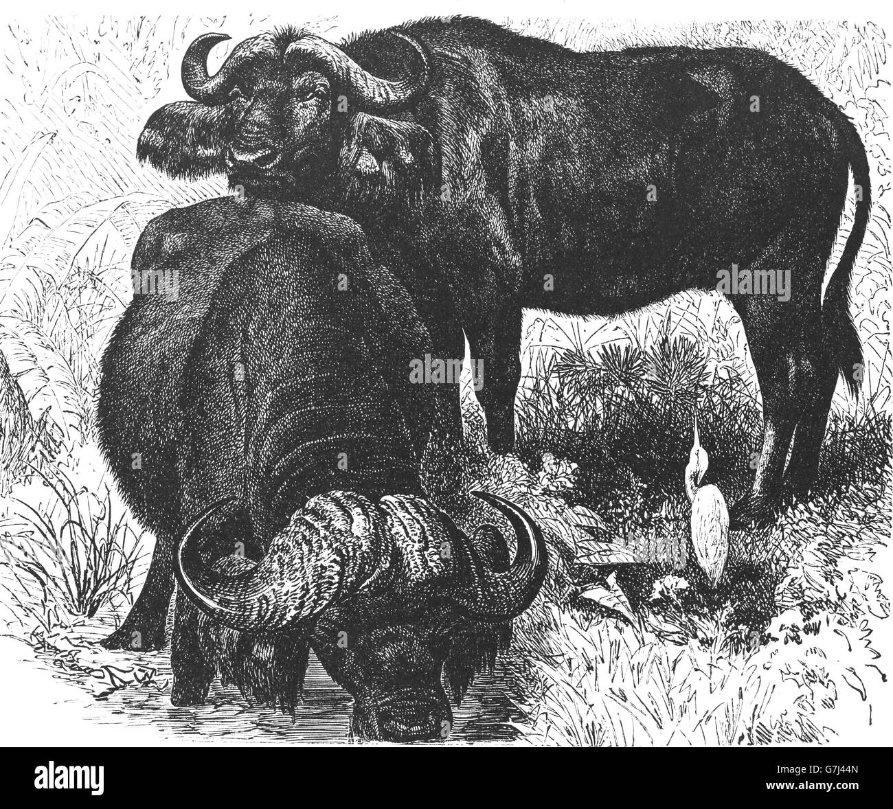 Caffer drawing hi-res stock photography and images - Alamy