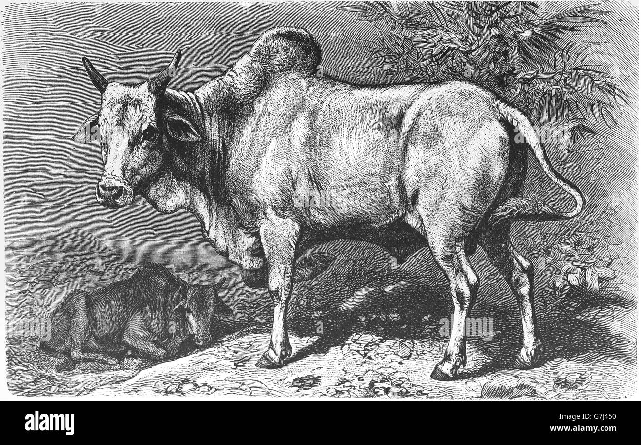 Zebu, Bos primigenius indicus, indicine cattle, humped cattle ...