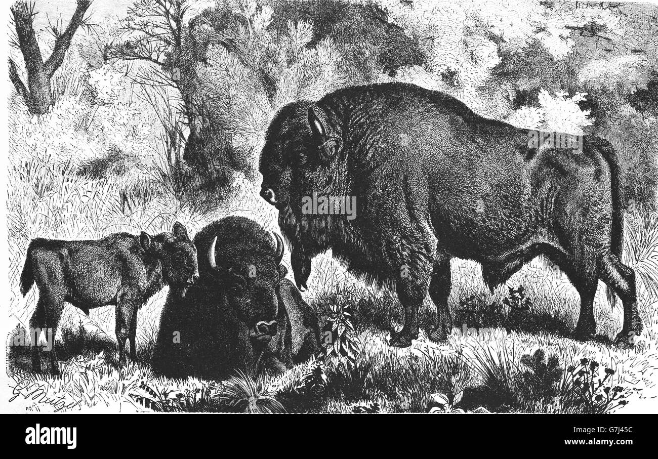 European bison, Bison bonasus, wisent, illustration from book dated ...