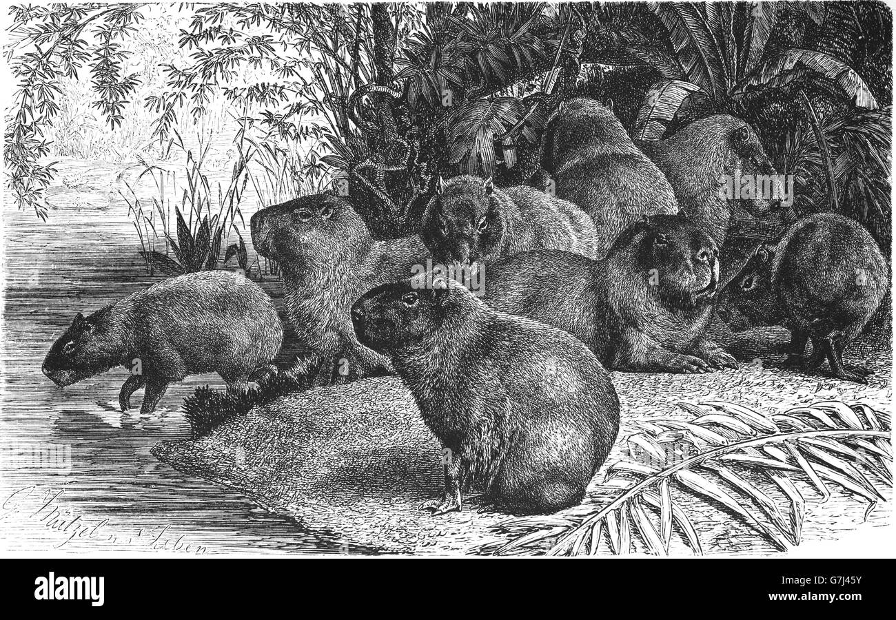 Capybara, Hydrochoerus hydrochaeris, illustration from book dated 1904 ...