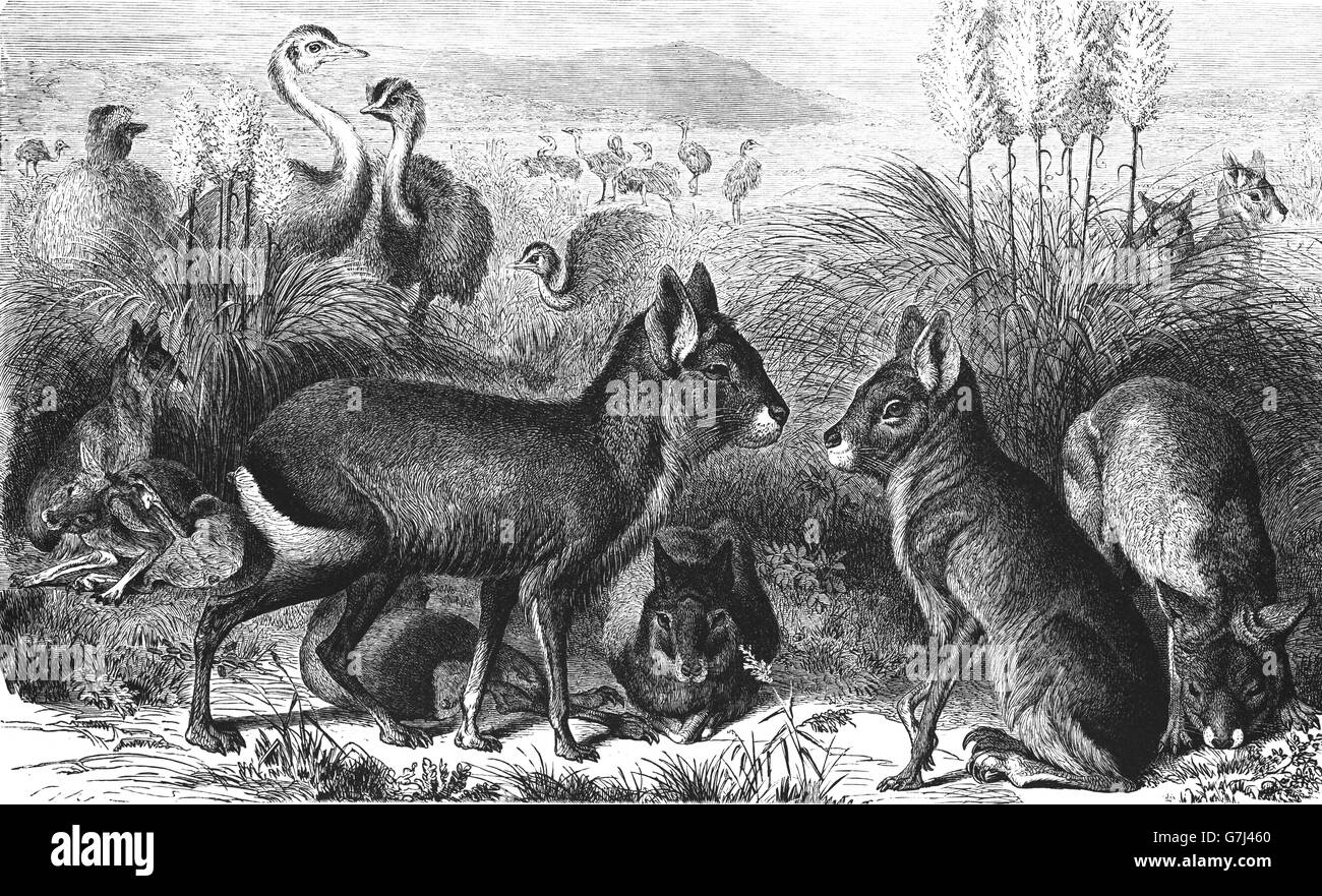 Patagonian mara, Dolichotis patagonum, Patagonian cavy, Patagonian hare ...