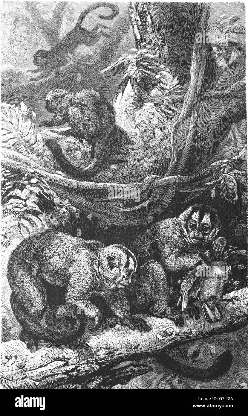 Night owl monkey aotus trivirgatus Black and White Stock Photos ...