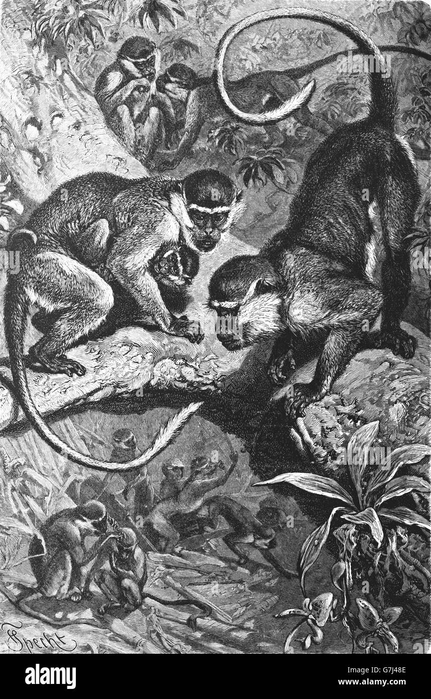 Monkey biology hi-res stock photography and images - Alamy