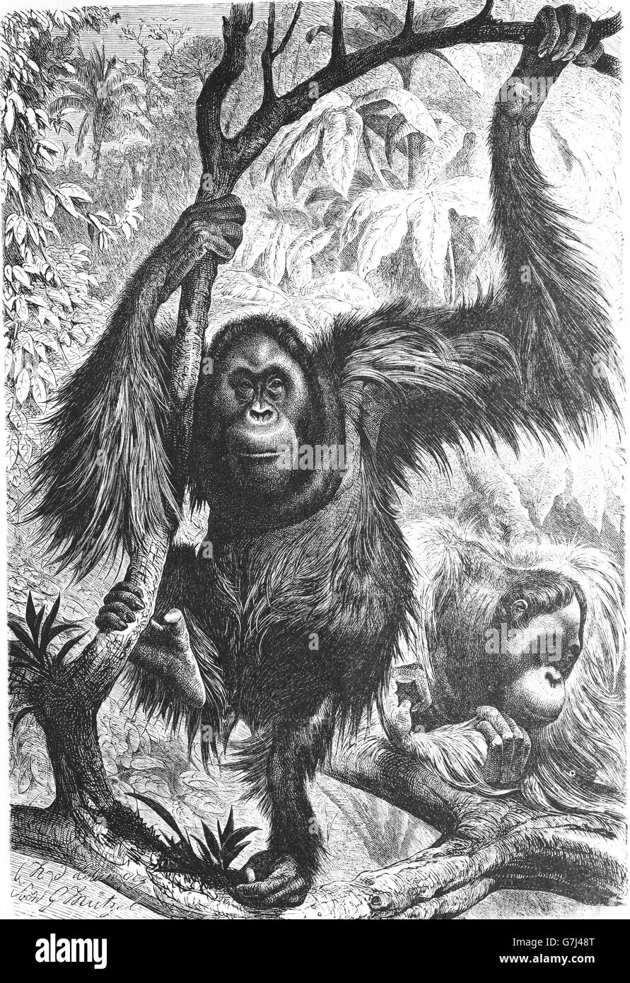 Sumatran orangutan, Pongo abelii, Hominidae, Ponginae, illustration ...