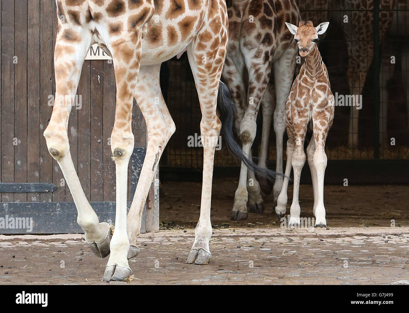 Baby giraffe born at Chester Zoo Stock Photo - Alamy